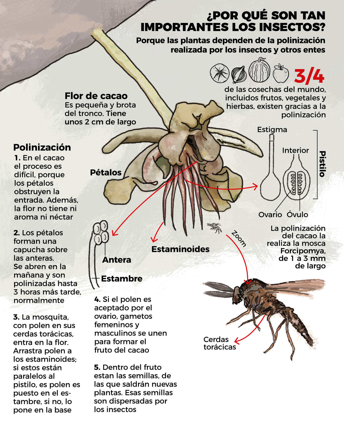 En Ecuador habitan al menos 300.000 especies de insectos – Turismo LGBT ...